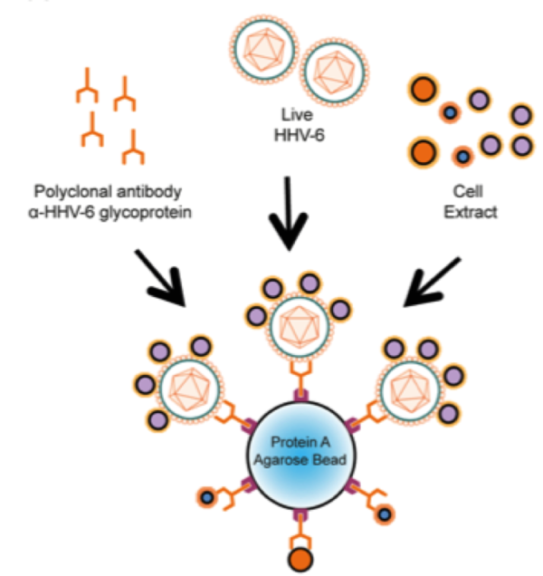 New breakthrough in understanding HHV-6 cell tropism | HHV-6 Foundation ...