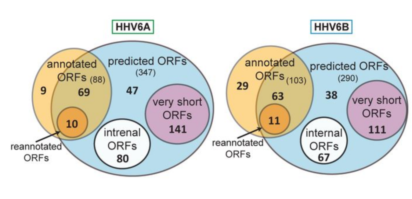 Weizman Institute study reveals a comprehensive annotation of HHV-6A/B ...
