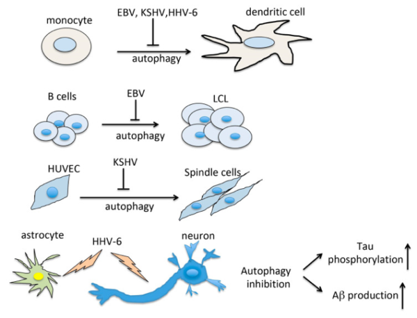 The role of HHV-6 in dysregulating autophagy | HHV-6 Foundation | HHV-6 ...