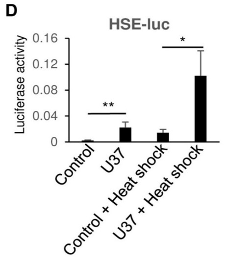 Synergistic role of HHV-6A U37 and heat shock proteins in viral ...