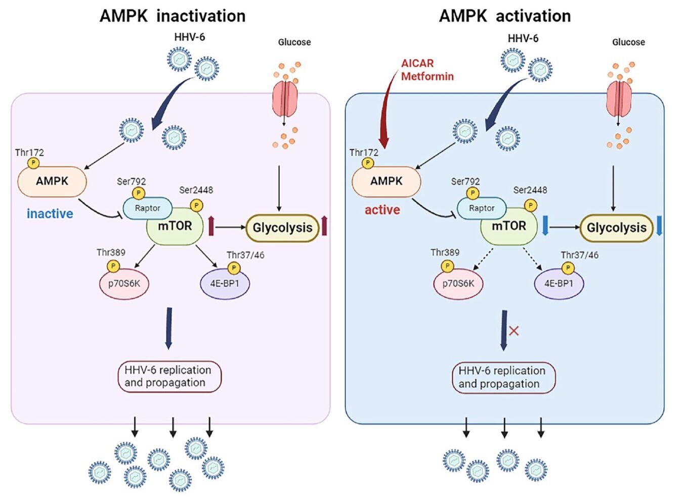 Metformin reduces HHV-6A replication in T cells by activating AMPK ...